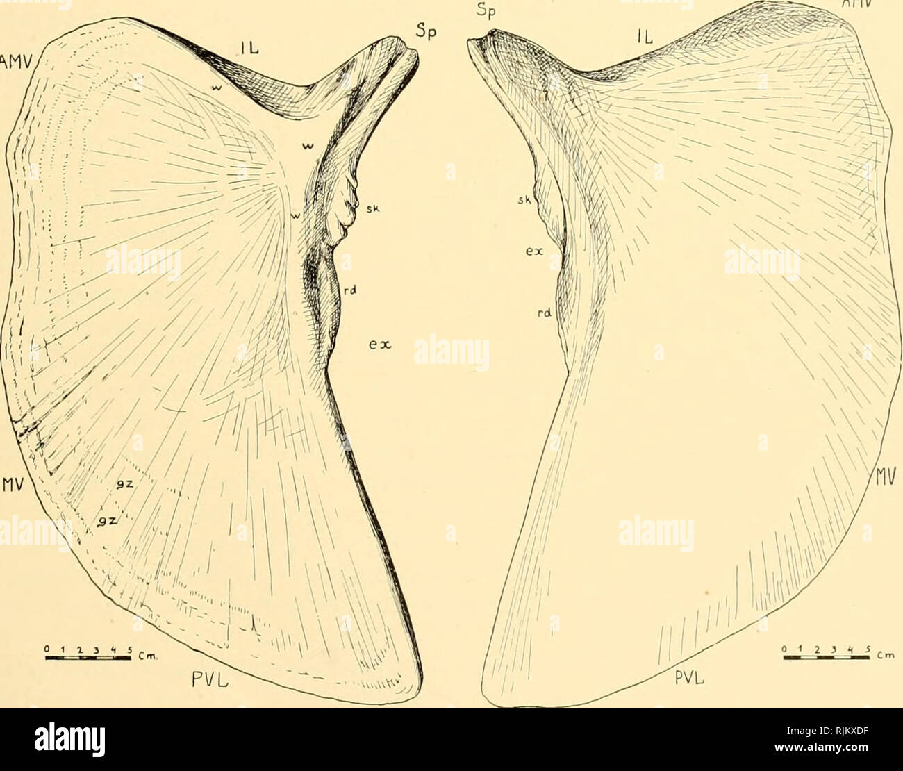 Dinichthys hi-res stock photography and images - Alamy