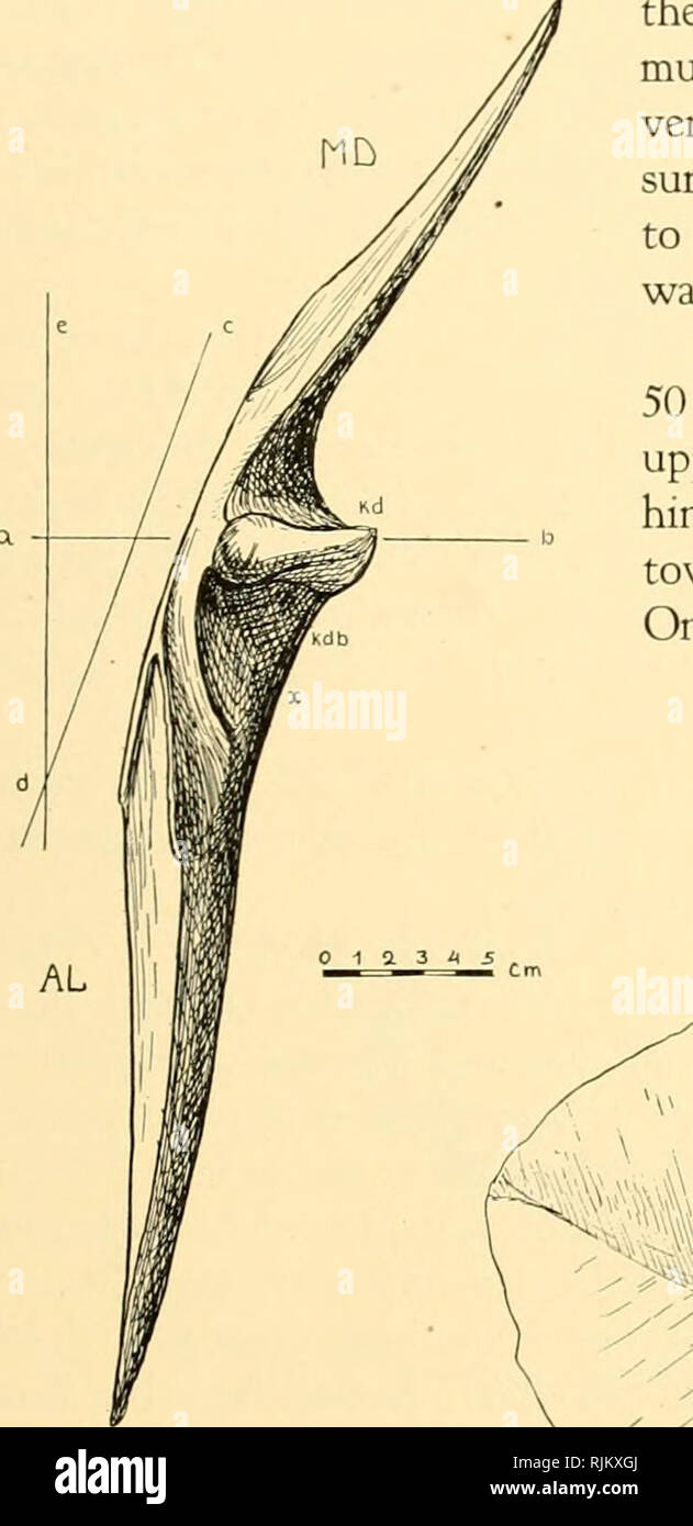 Dinichthys hi-res stock photography and images - Alamy