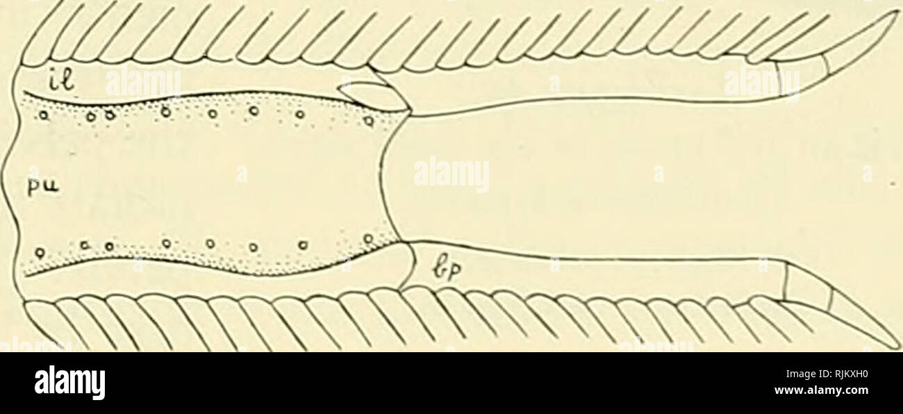 Cladoselache fossil hi-res stock photography and images - Alamy