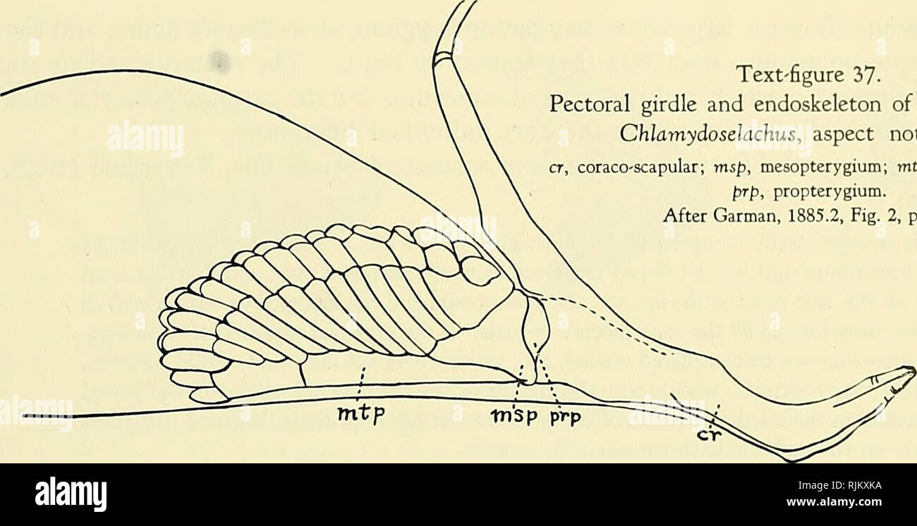. The Bashford Dean memorial volume :. Fishes; Sharks; Fishes, Fossil ...