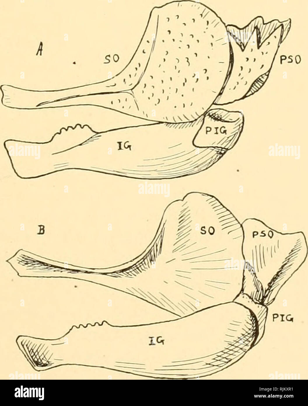 Dinichthys hi-res stock photography and images - Alamy