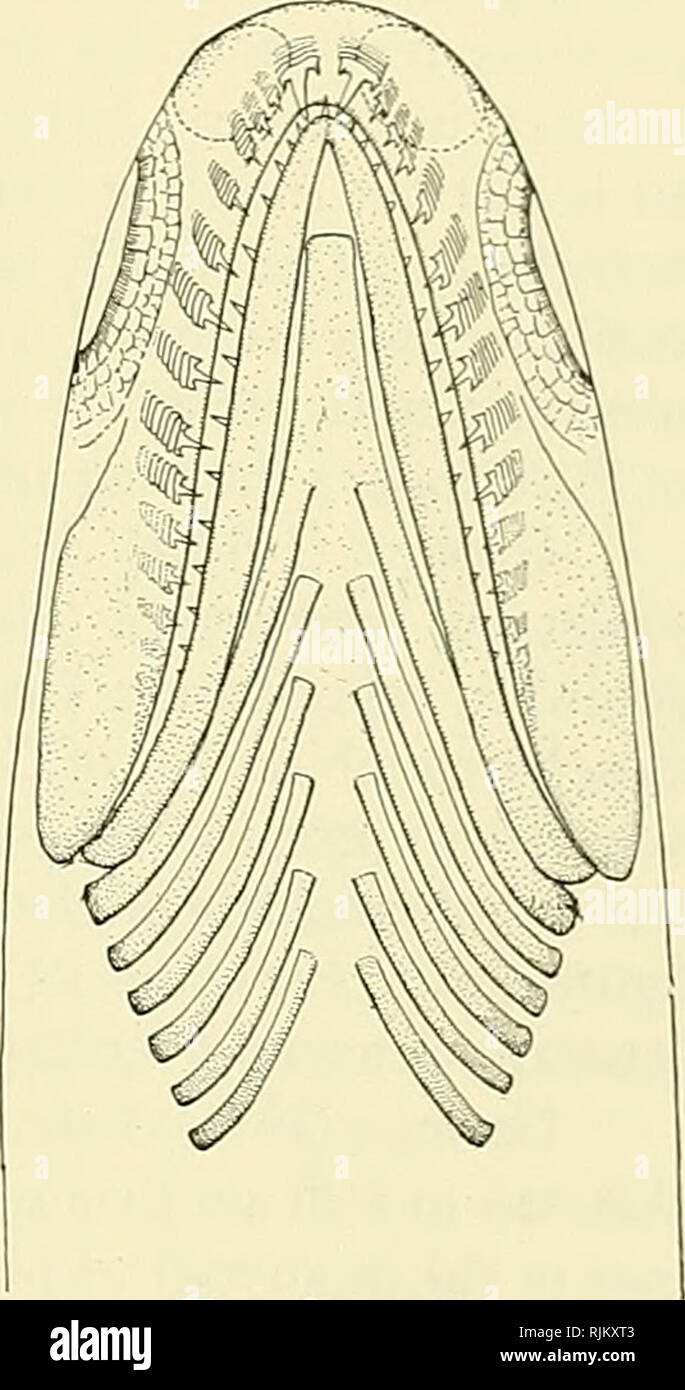 . The Bashford Dean memorial volume :. Fishes; Sharks; Fishes, Fossil ...