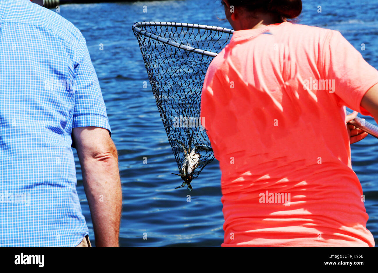 A girl catches a blue claw crab in a crabbing net Stock Photo - Alamy