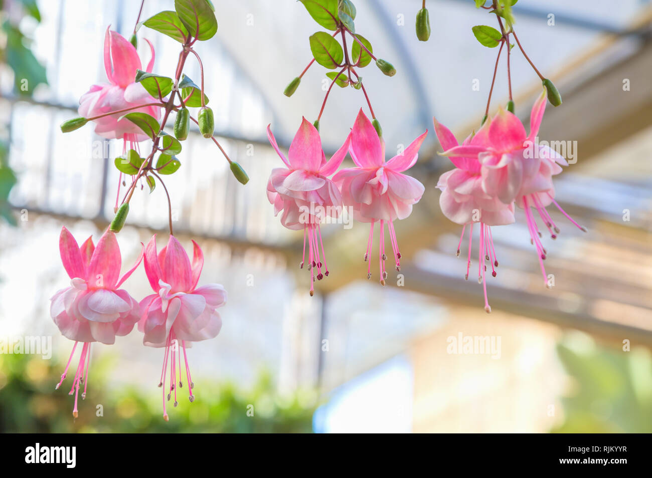 Fuchsia flower background Stock Photo - Alamy