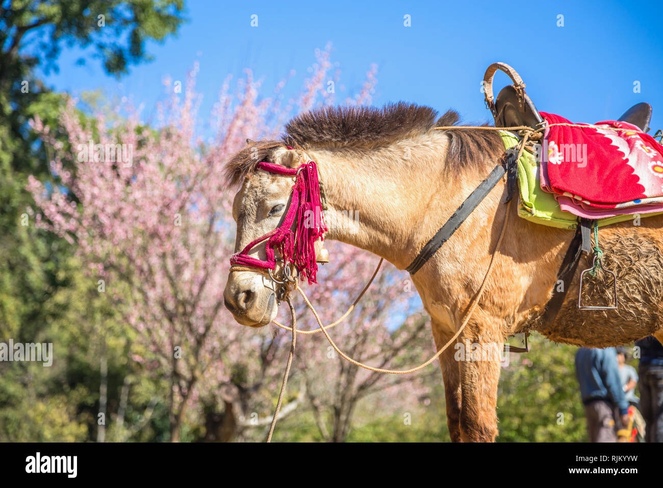 Mule with saddle tied with rope Stock Photo - Alamy