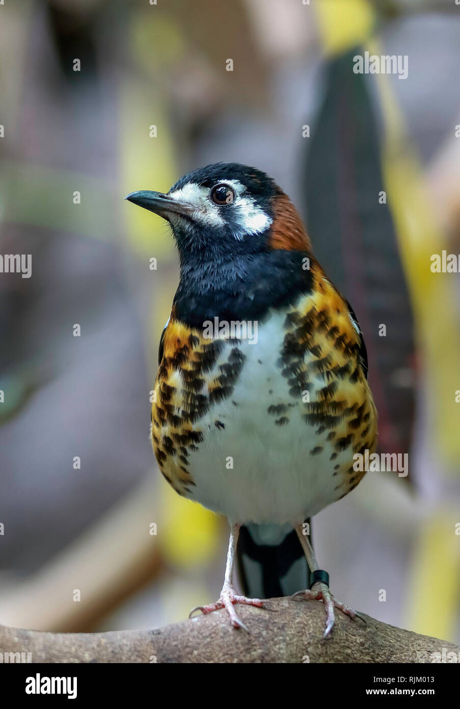 Cute little colorful bird sitting on a branch in Denver Zoo Stock Photo ...