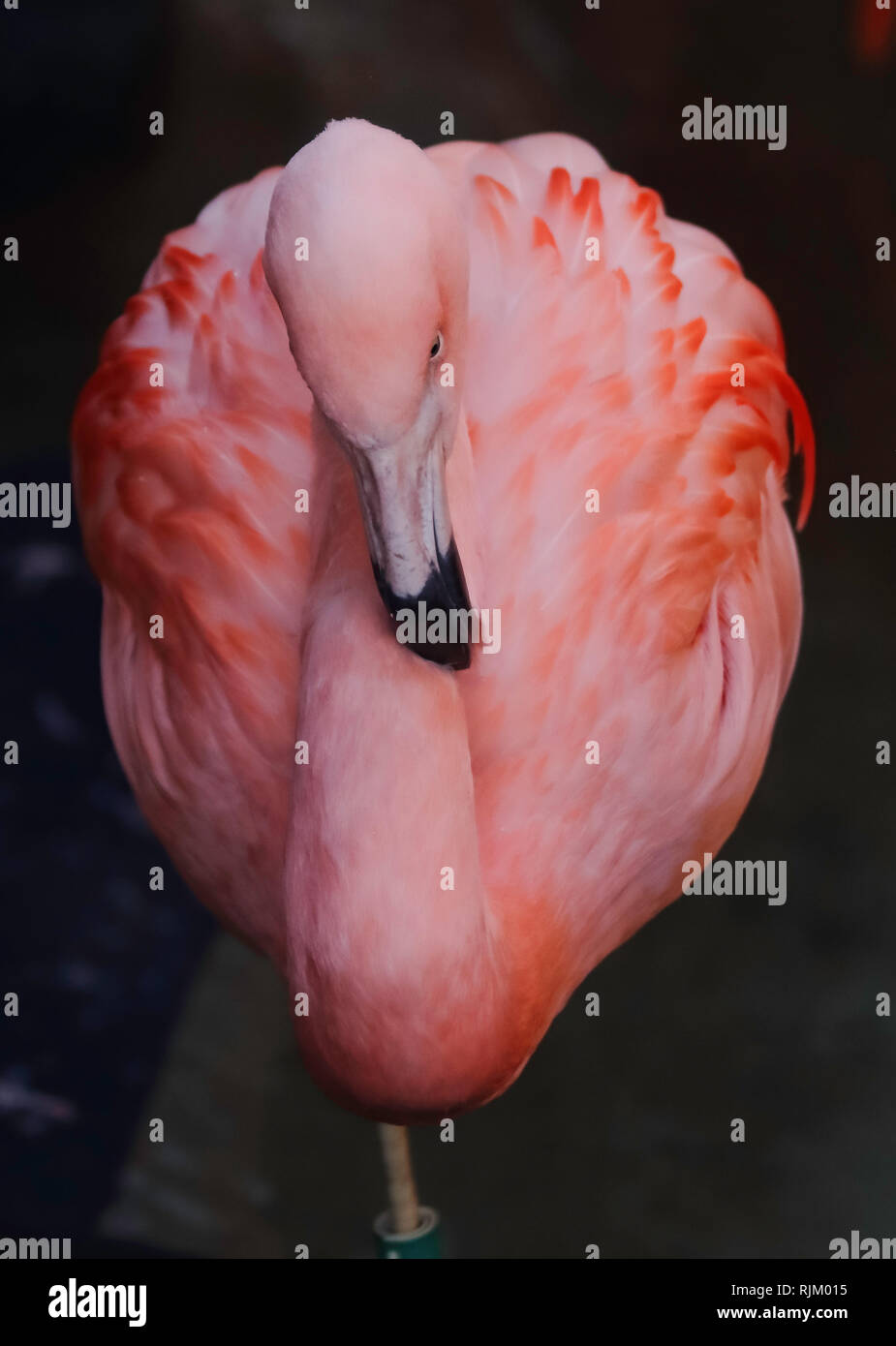 Flamingo standing pink wild one leg hi-res stock photography and images ...
