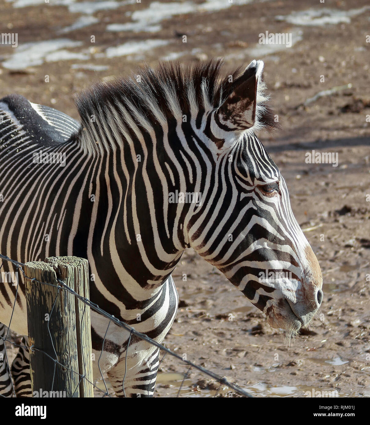 Zoo winter hi-res stock photography and images - Alamy