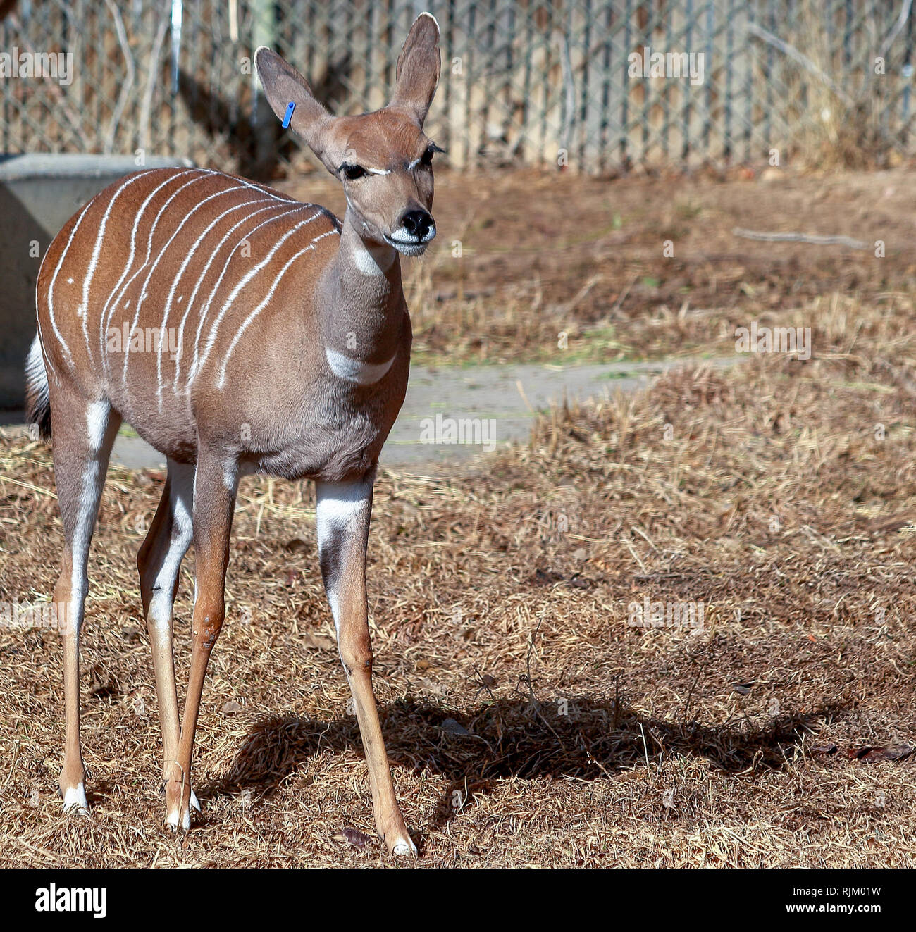 Lesser Kudu (Tragelaphus Imberbis), an antelope from the forests of ...