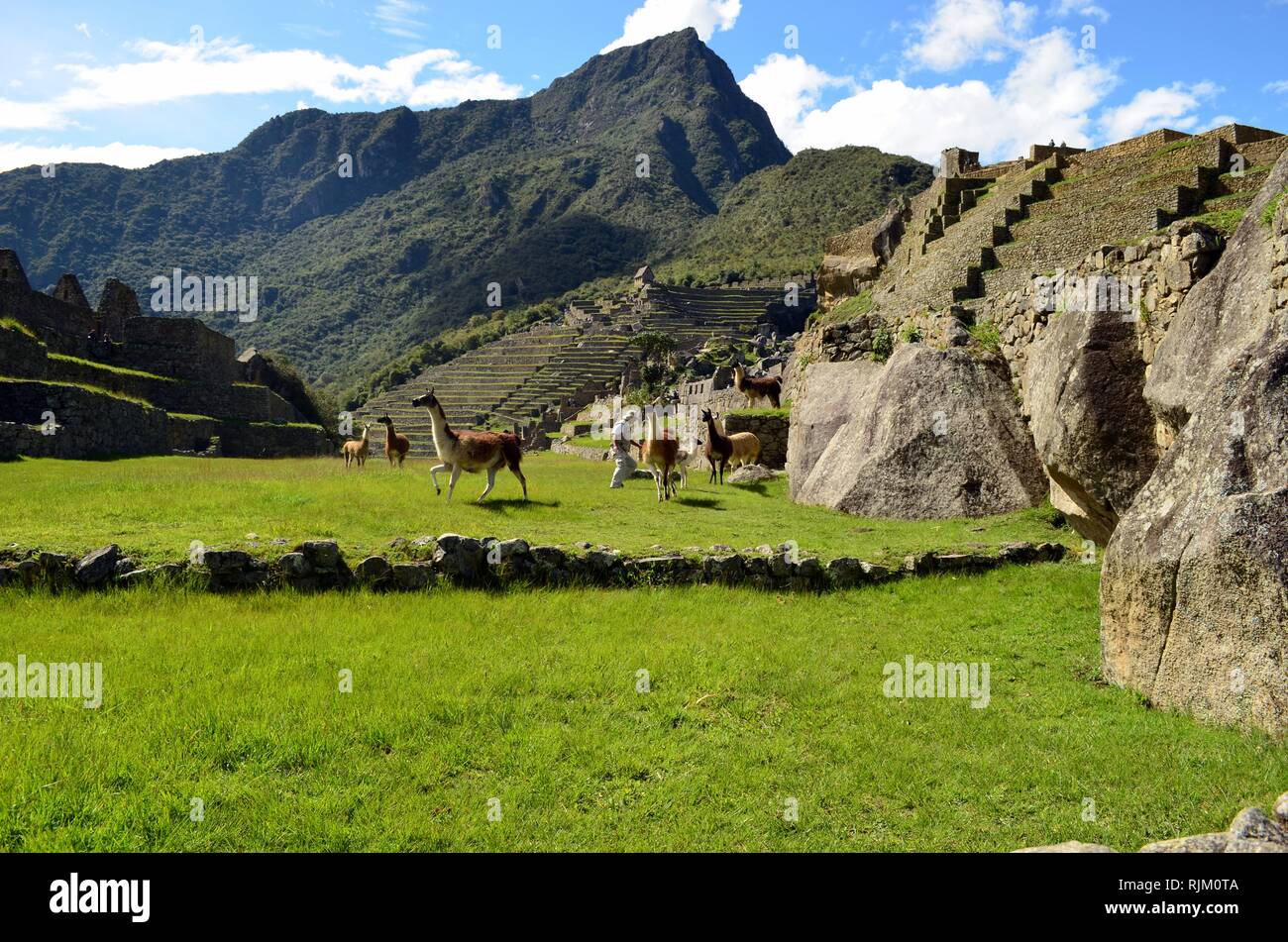 Lamas of peru hi-res stock photography and images - Alamy