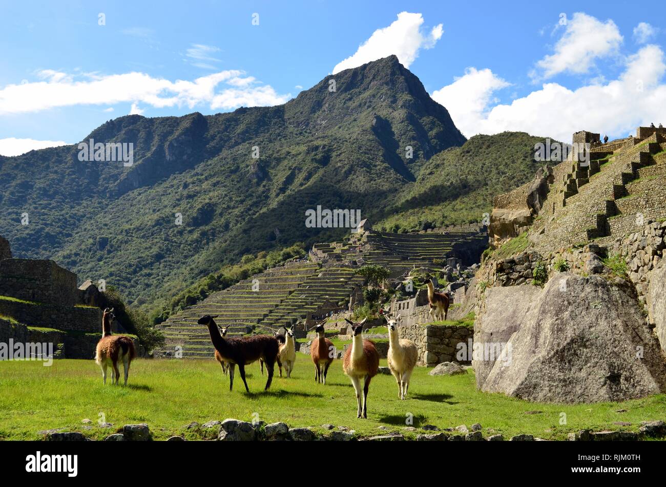 Lamas in Peru at Machu Picchu Stock Photo - Alamy