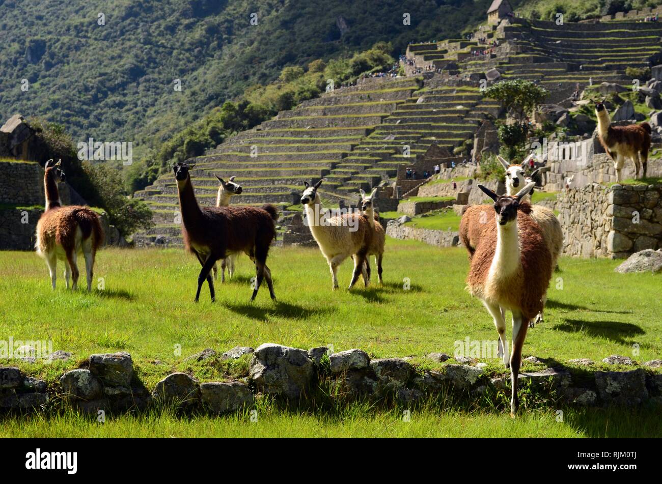 Lamas in Peru at Machu Picchu Stock Photo - Alamy