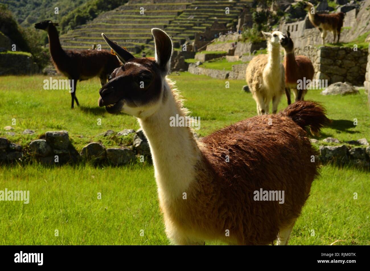 Lamas in Peru at Machu Picchu Stock Photo - Alamy