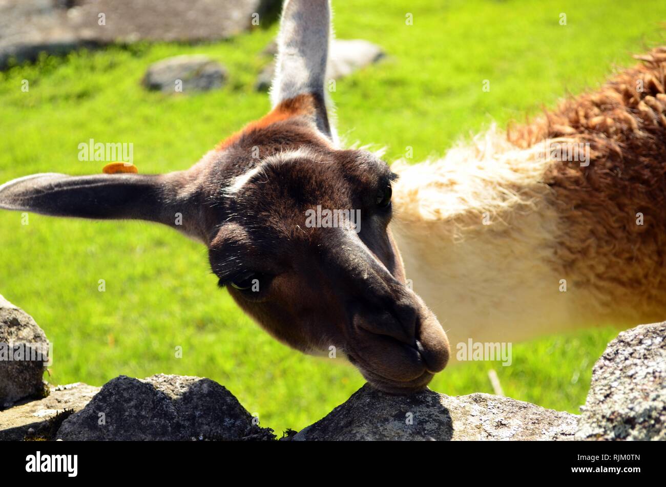 Lama peru hi-res stock photography and images - Alamy