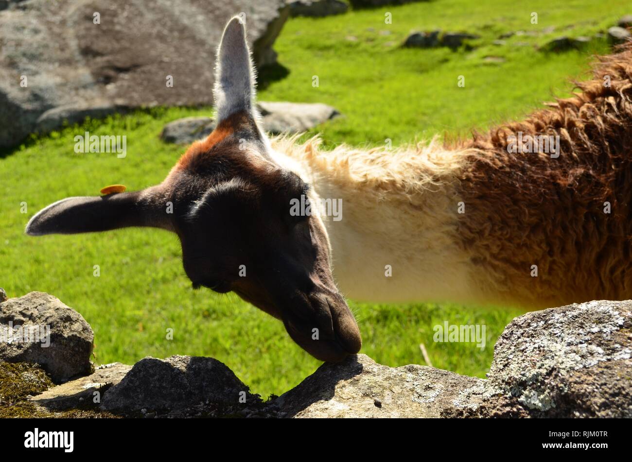 Lama peru hi-res stock photography and images - Alamy