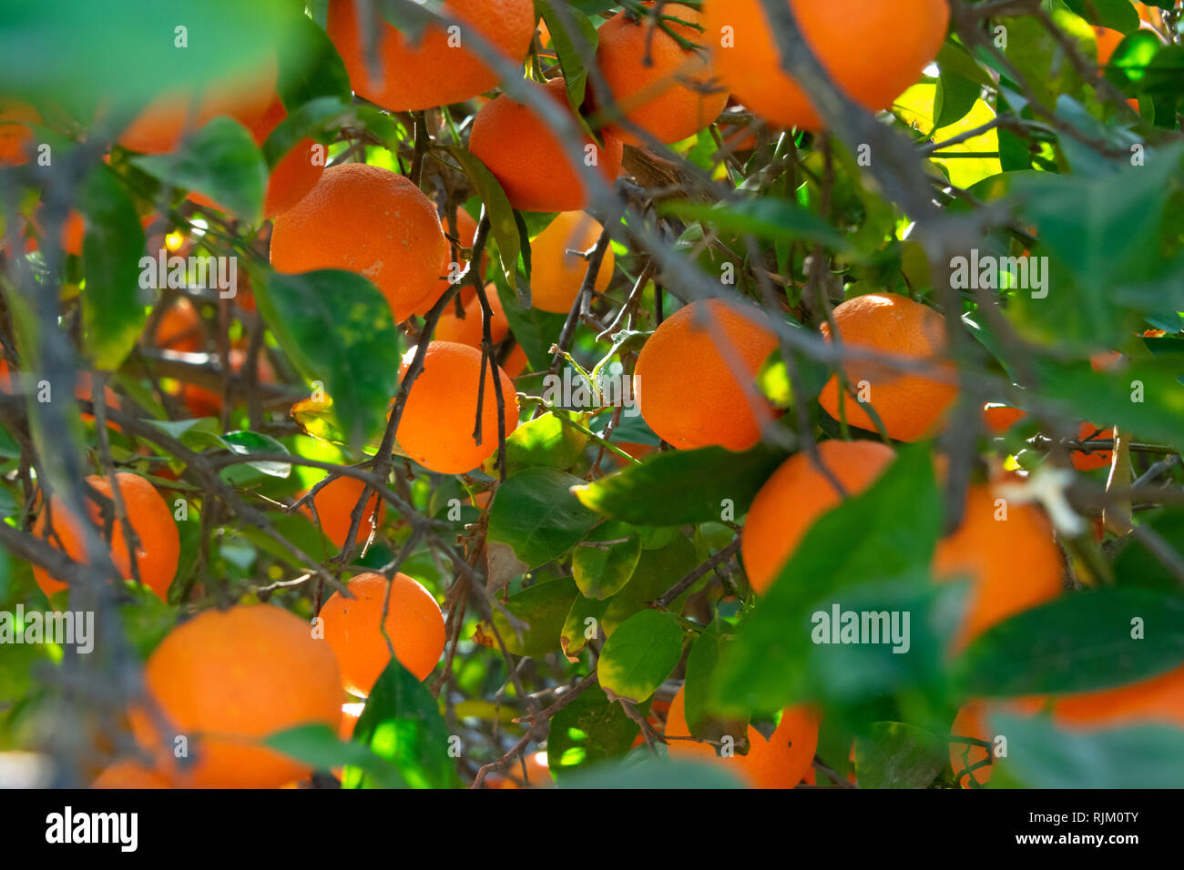 Blood Orange Fruits High Resolution Stock Photography and Images - Alamy