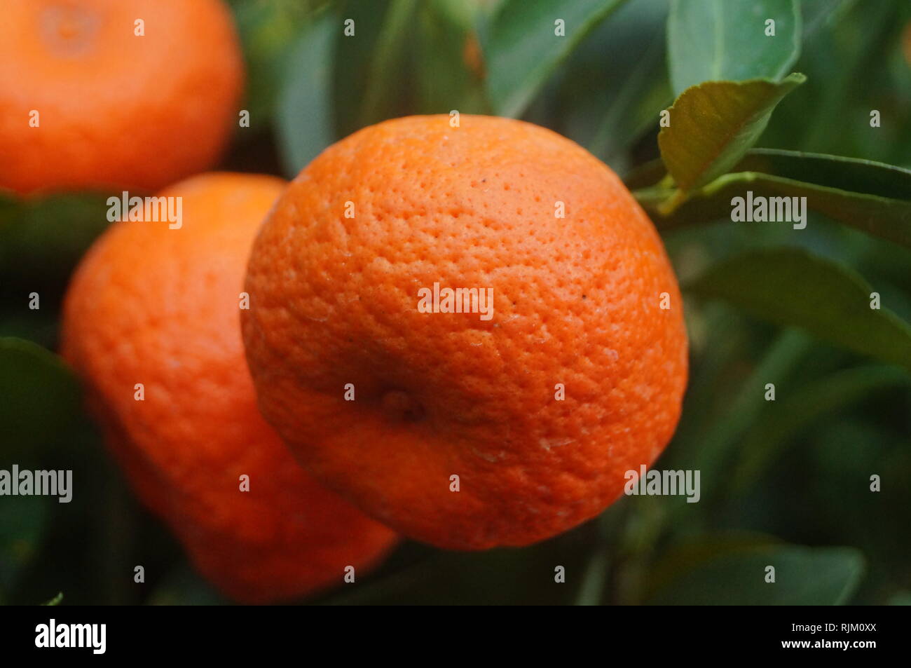 Fresh citrus, growing on citrus trees Stock Photo - Alamy