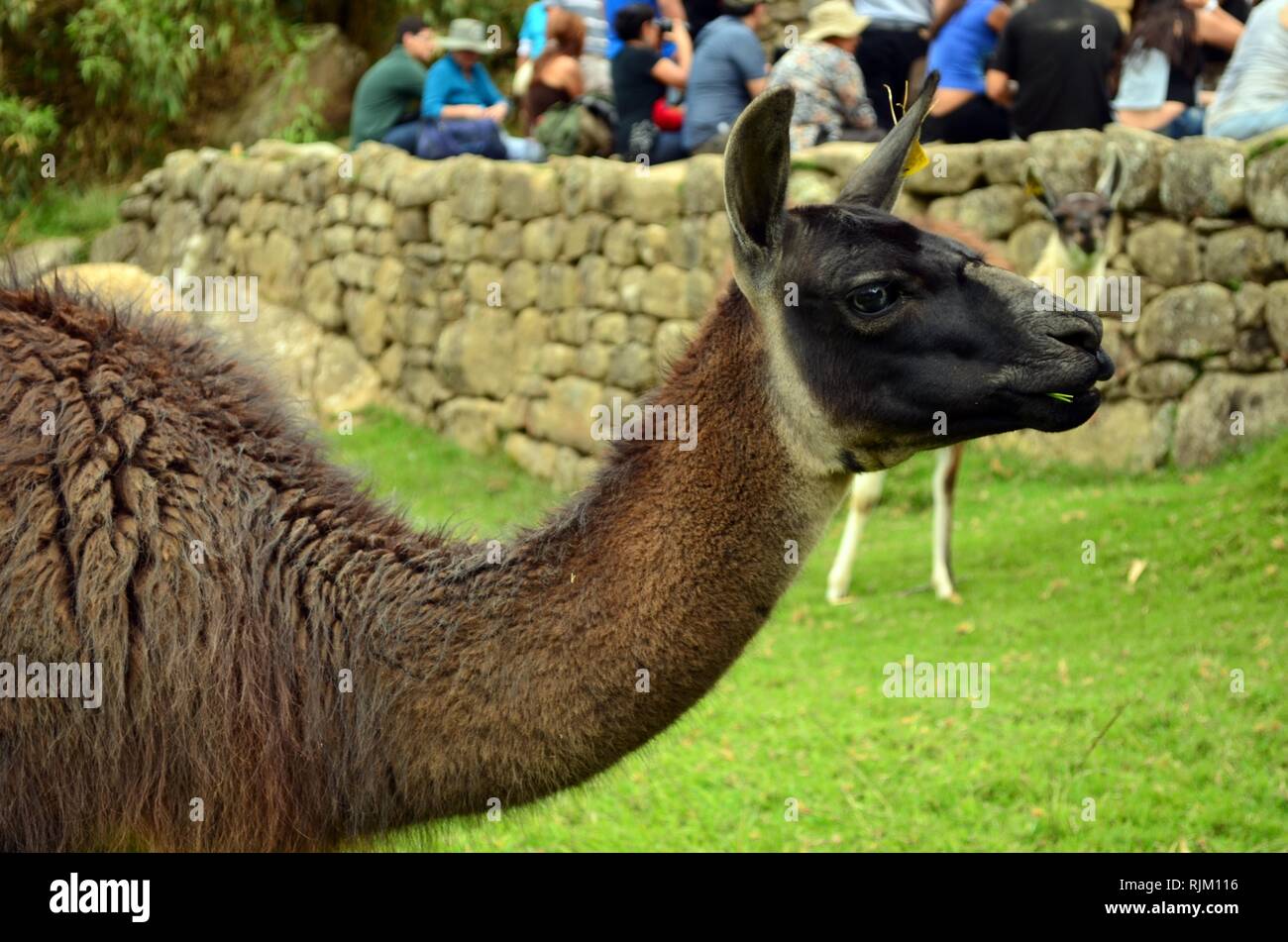 Lama at Machu Picchu in Peru Stock Photo - Alamy