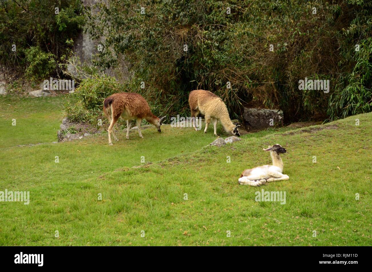 Lamas peru hi-res stock photography and images - Alamy