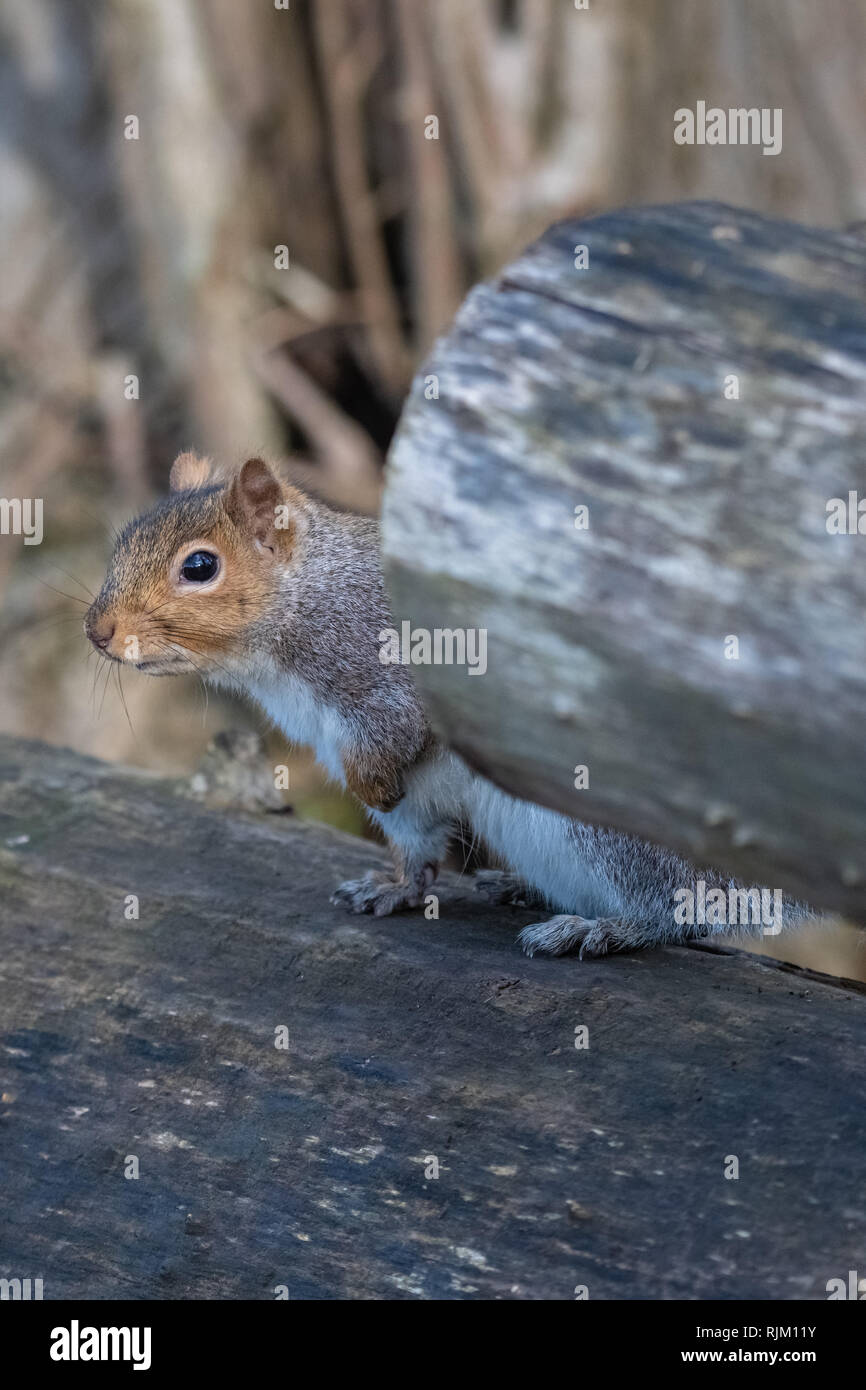 Gray squirrell hi-res stock photography and images - Alamy