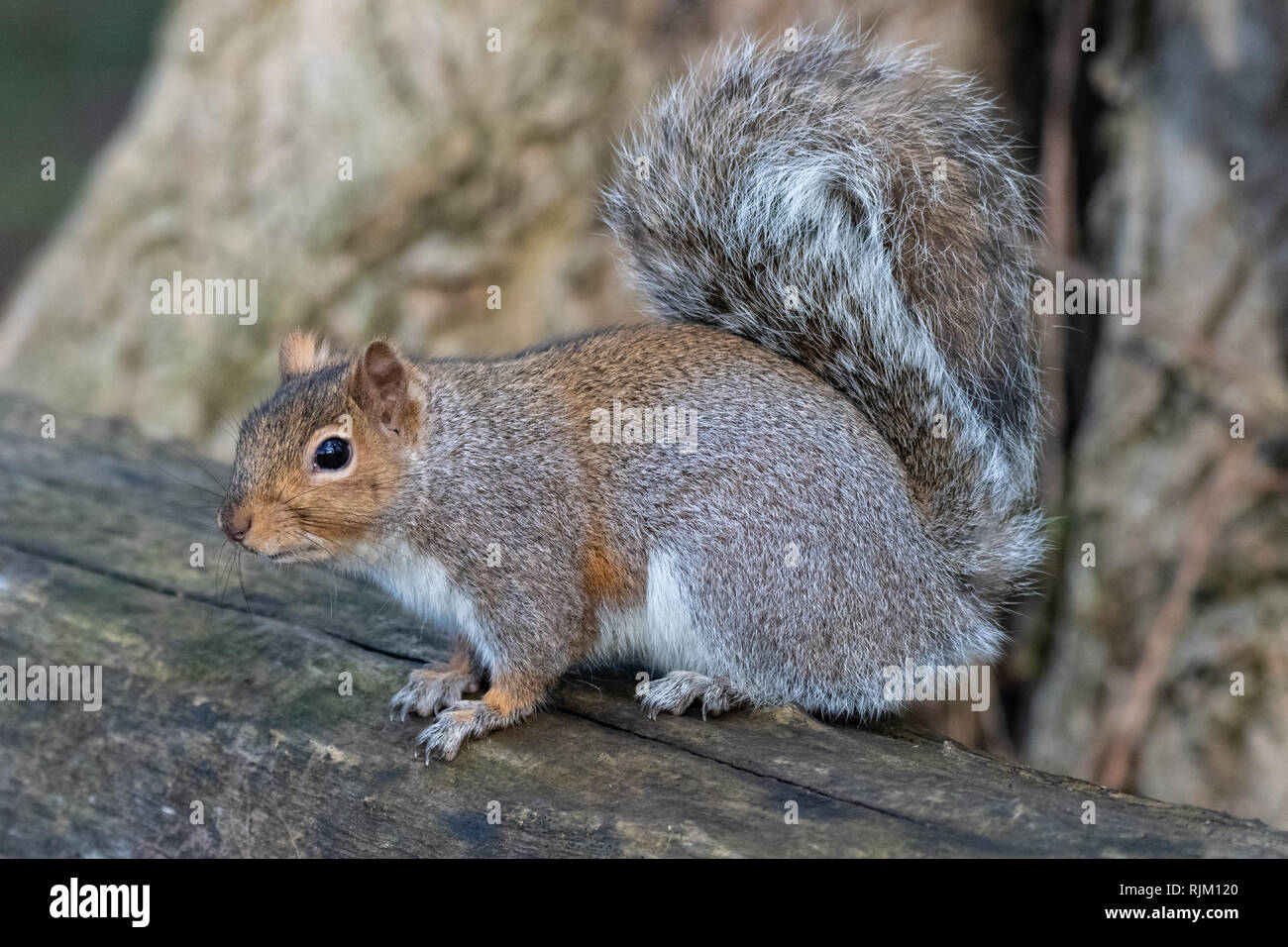 Eastern gray squirrel (Sciurus carolinensis Stock Photo - Alamy