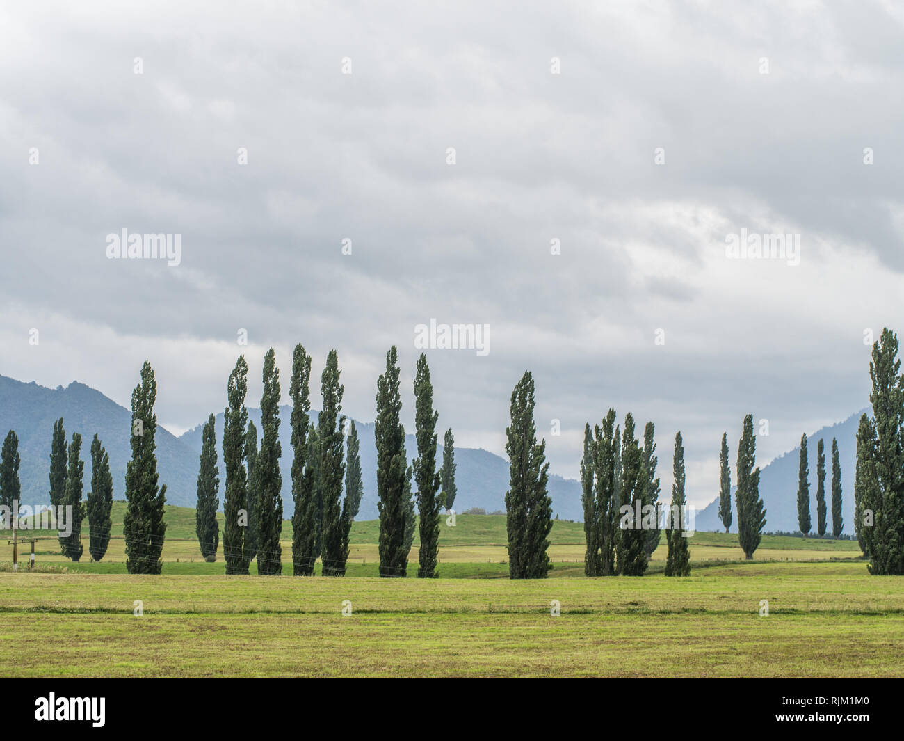 Poplar trees on a farm hi-res stock photography and images - Alamy