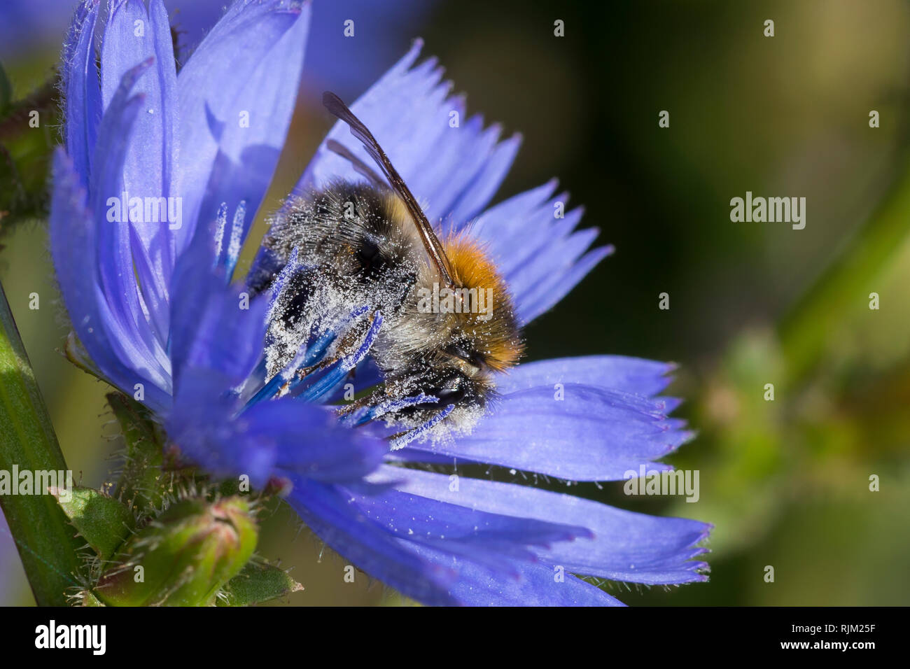 Ackerhummel, Acker-Hummel, Hummel, Bombus pascuorum, Bombus agrorum ...