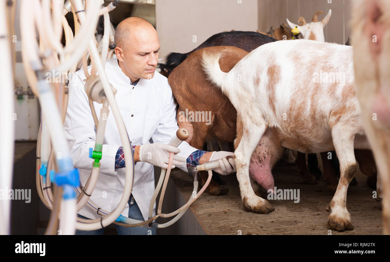 Farmer milking a goats with an automatic milk machine Stock Photo - Alamy