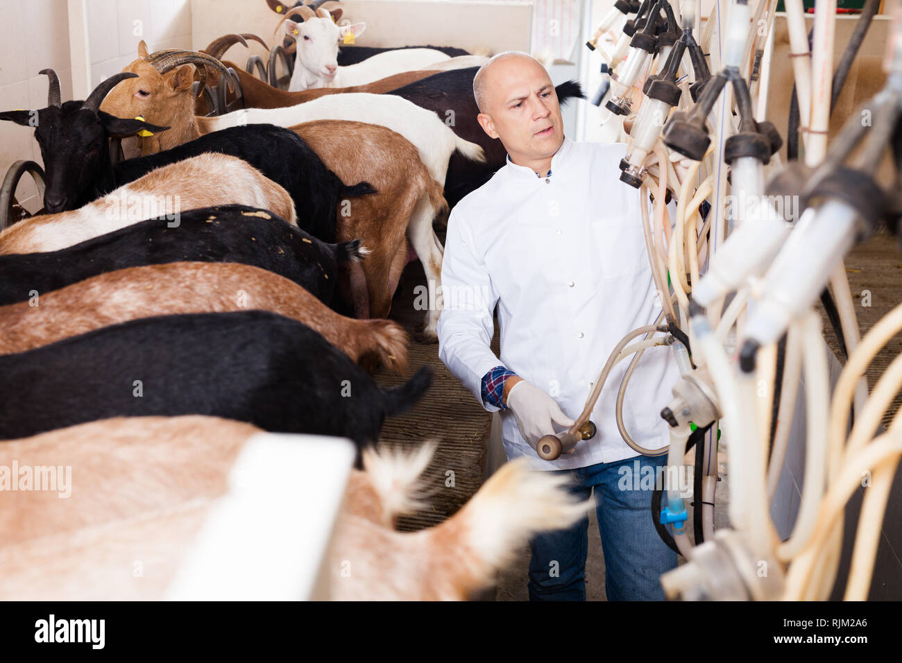 Farm worker in barn with cow milking machines Stock Photo - Alamy