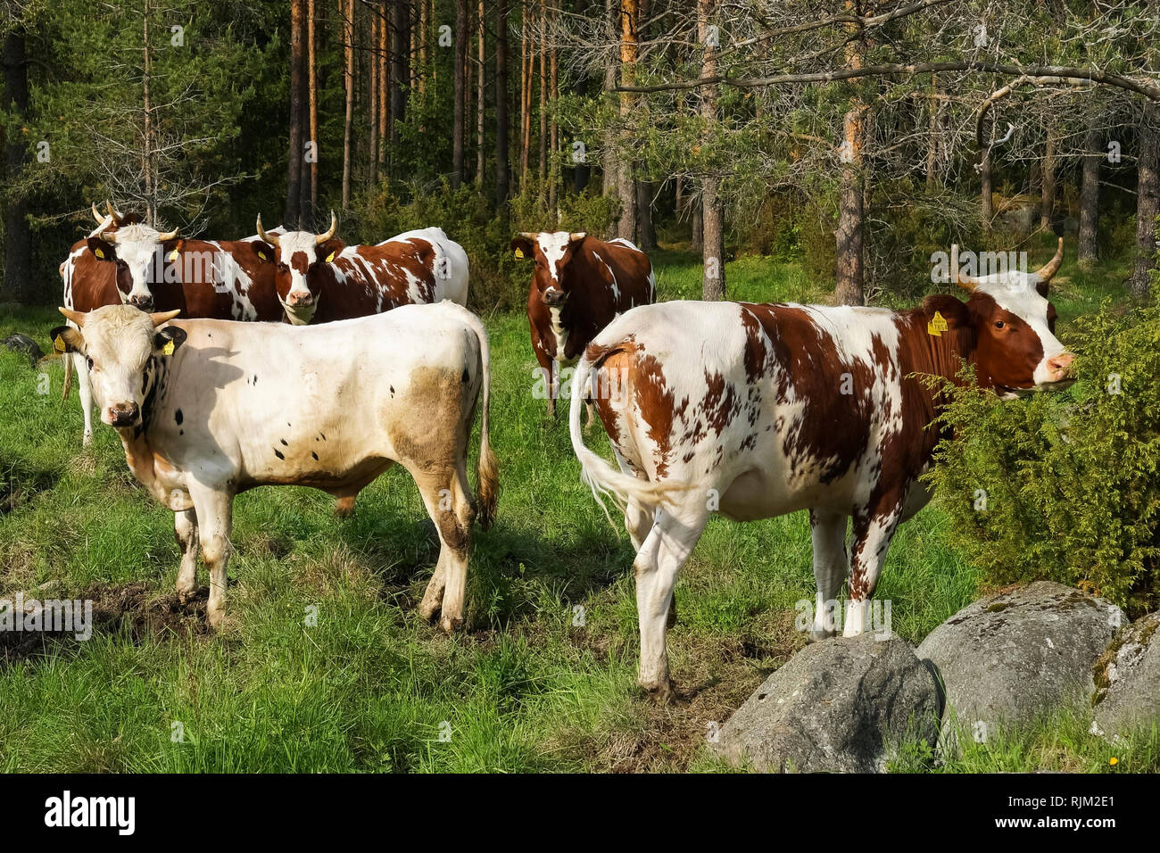 Cows farmland countryside pasture hi-res stock photography and images ...