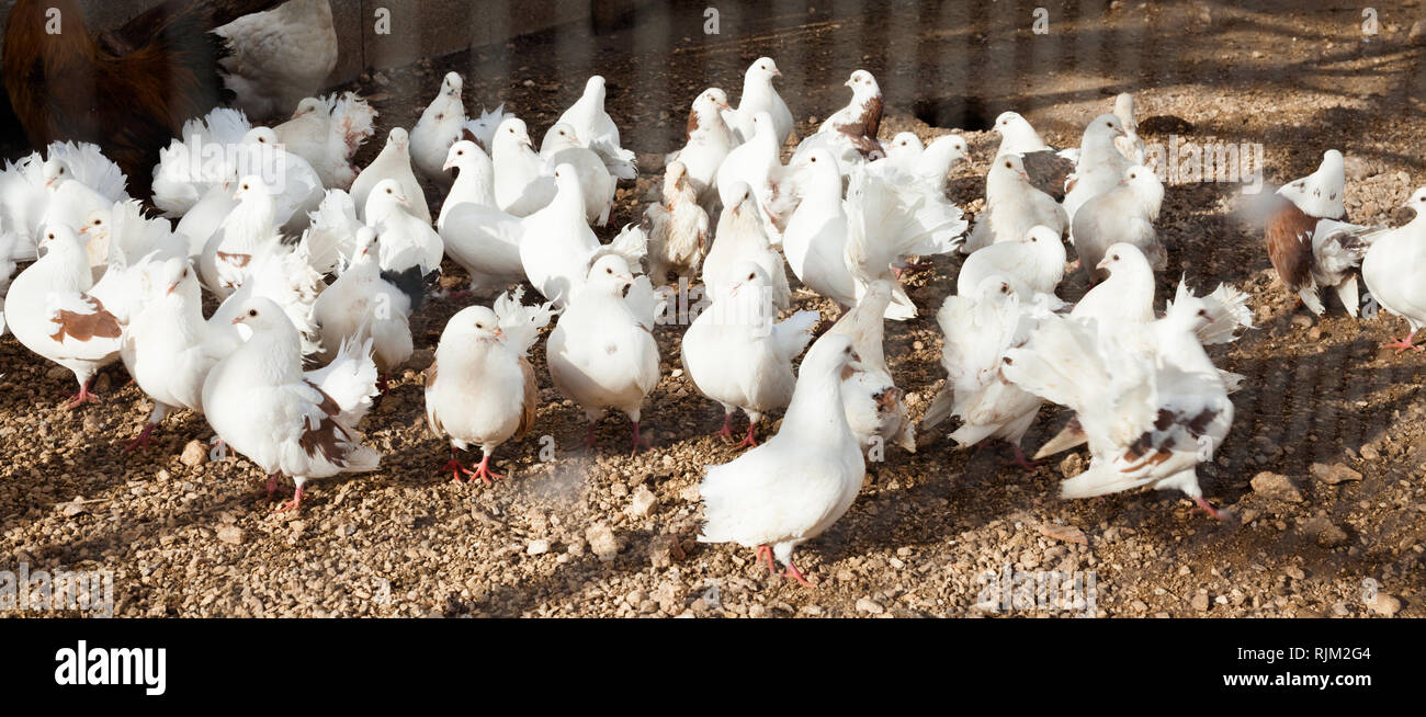 Fancy pigeons hi-res stock photography and images - Alamy