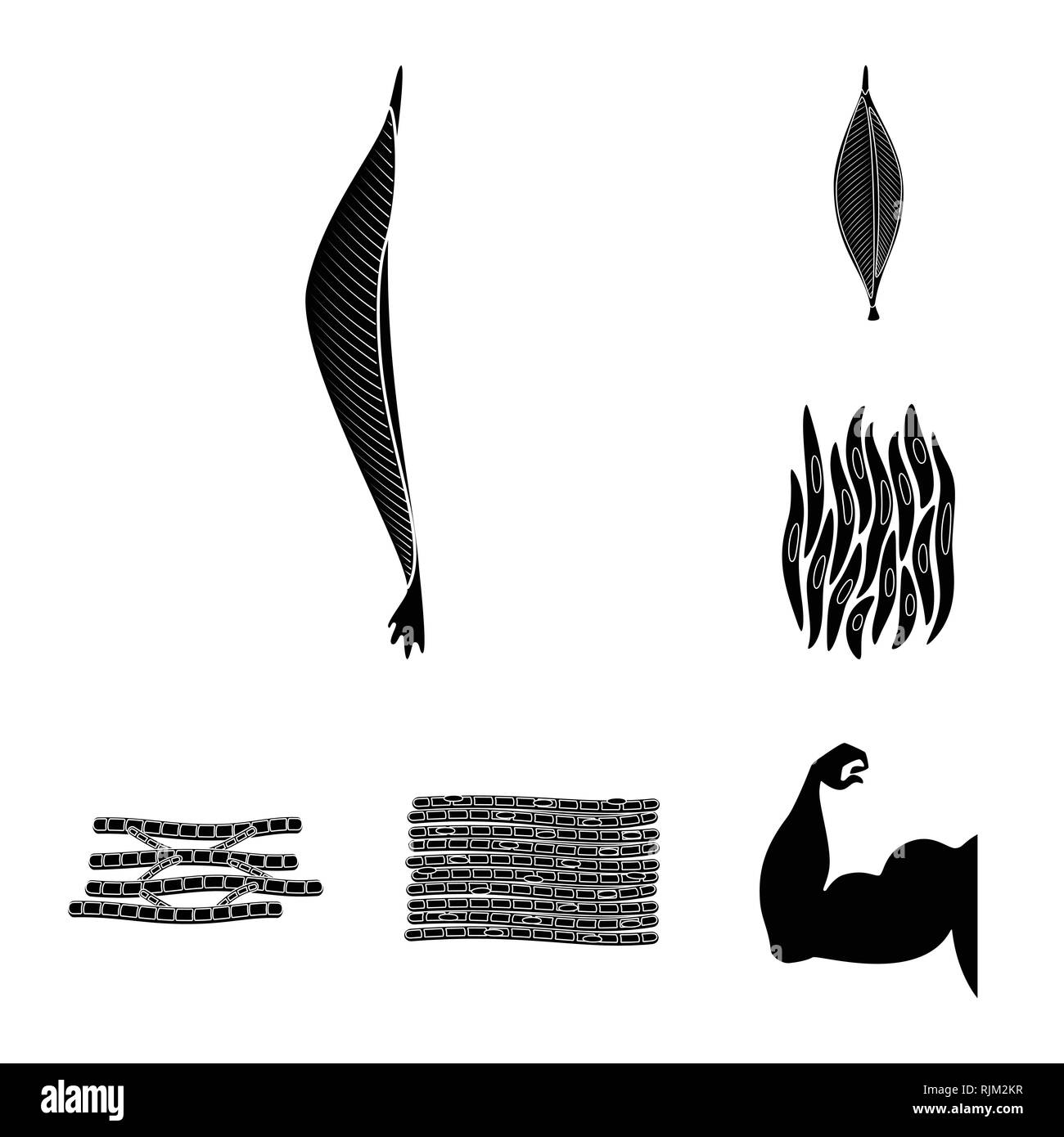 Isolated object of human and body symbol. Set of human and cells stock ...