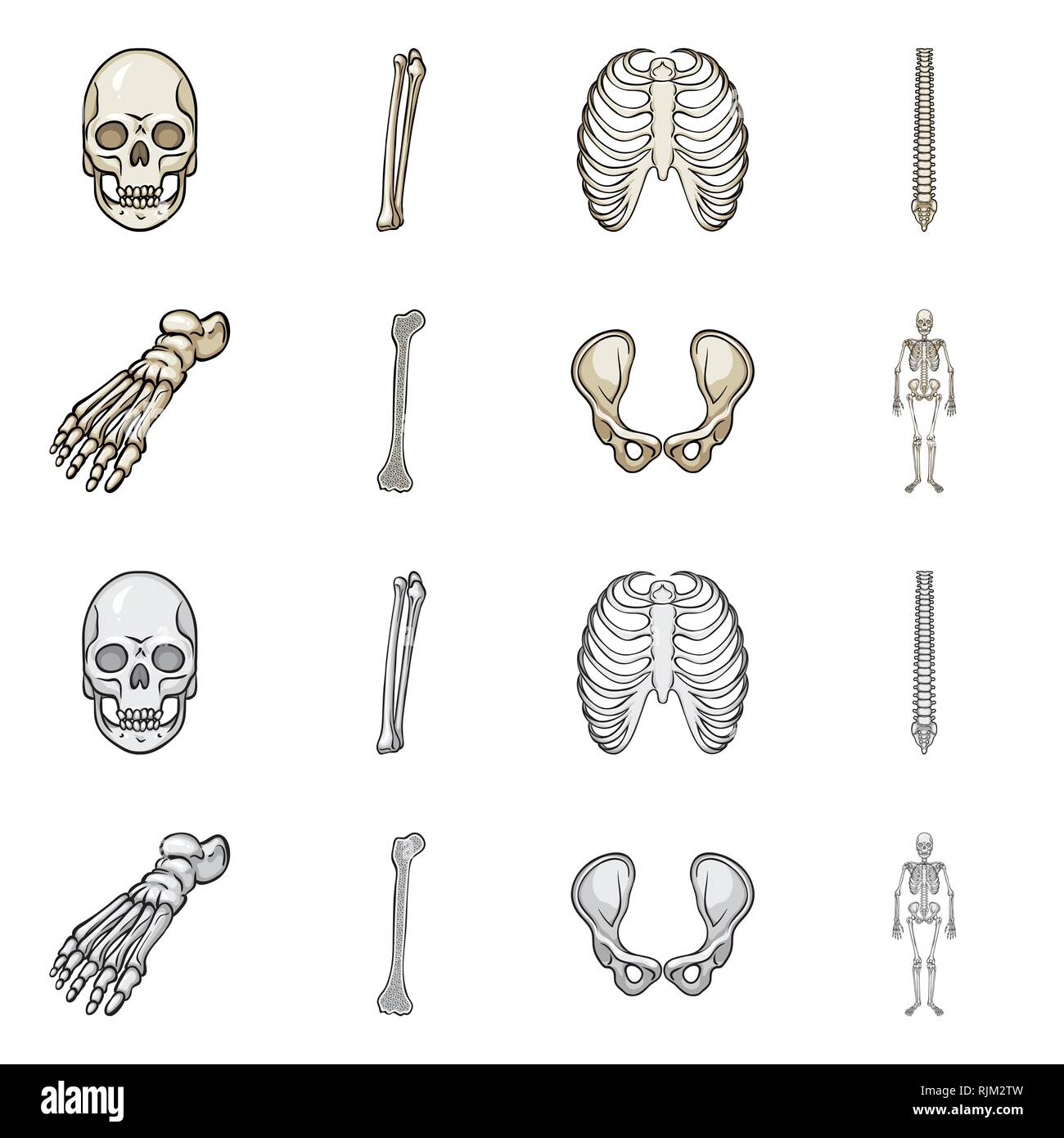 skull,femur,rib,spine,foot,hip,musculoskeletal,death,cage,chiropractic ...