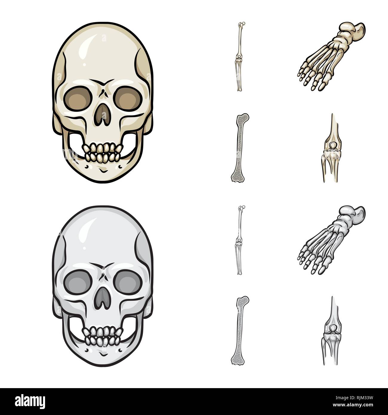 skull,knee,foot,femur,death,joint,ankle,bony,monster,meniscus,healthy ...