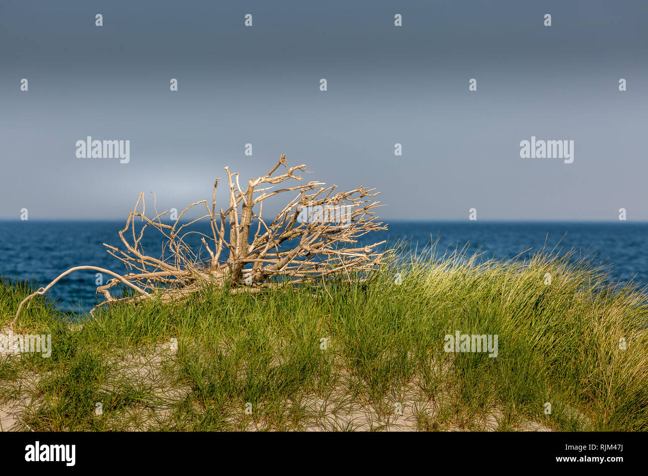Wind blown, leafless bush on the beach Stock Photo - Alamy