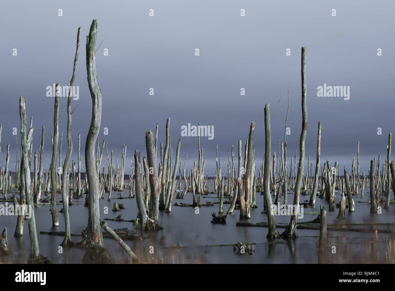Dead trees in the Peene river. Dead forest in a water. Dead trees in a ...