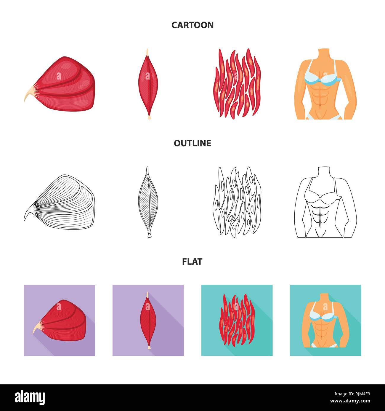 Vector illustration of fiber and muscular symbol. Set of fiber and body ...