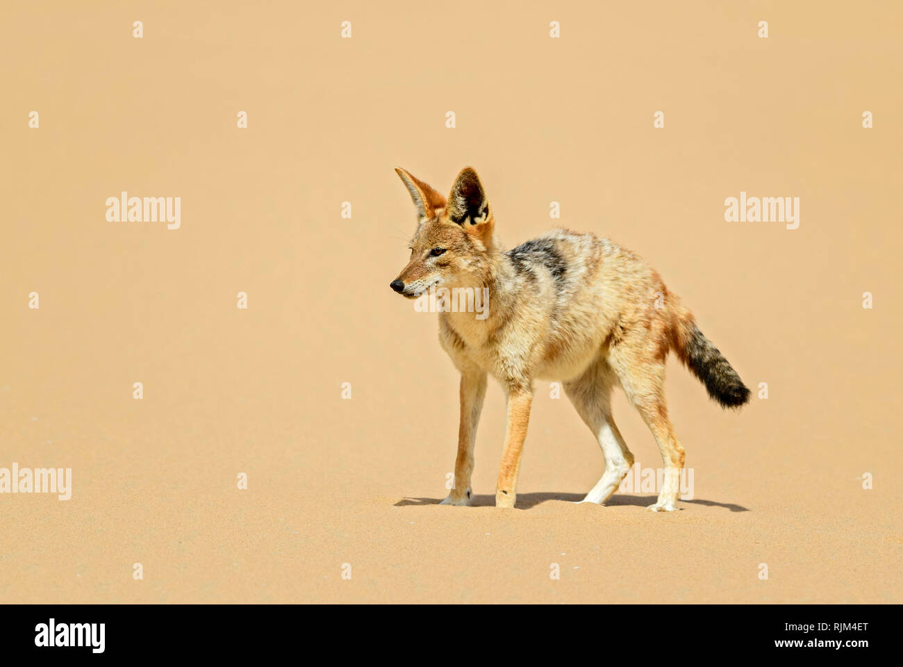 Black-backed Jackal - Canis mesomelas, beautiful young jackal posting ...