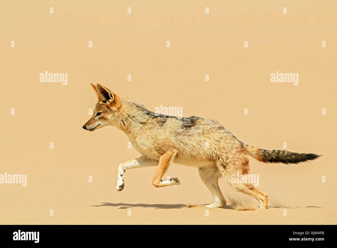 Black-backed Jackal - Canis mesomelas, beautiful young jackal posting ...