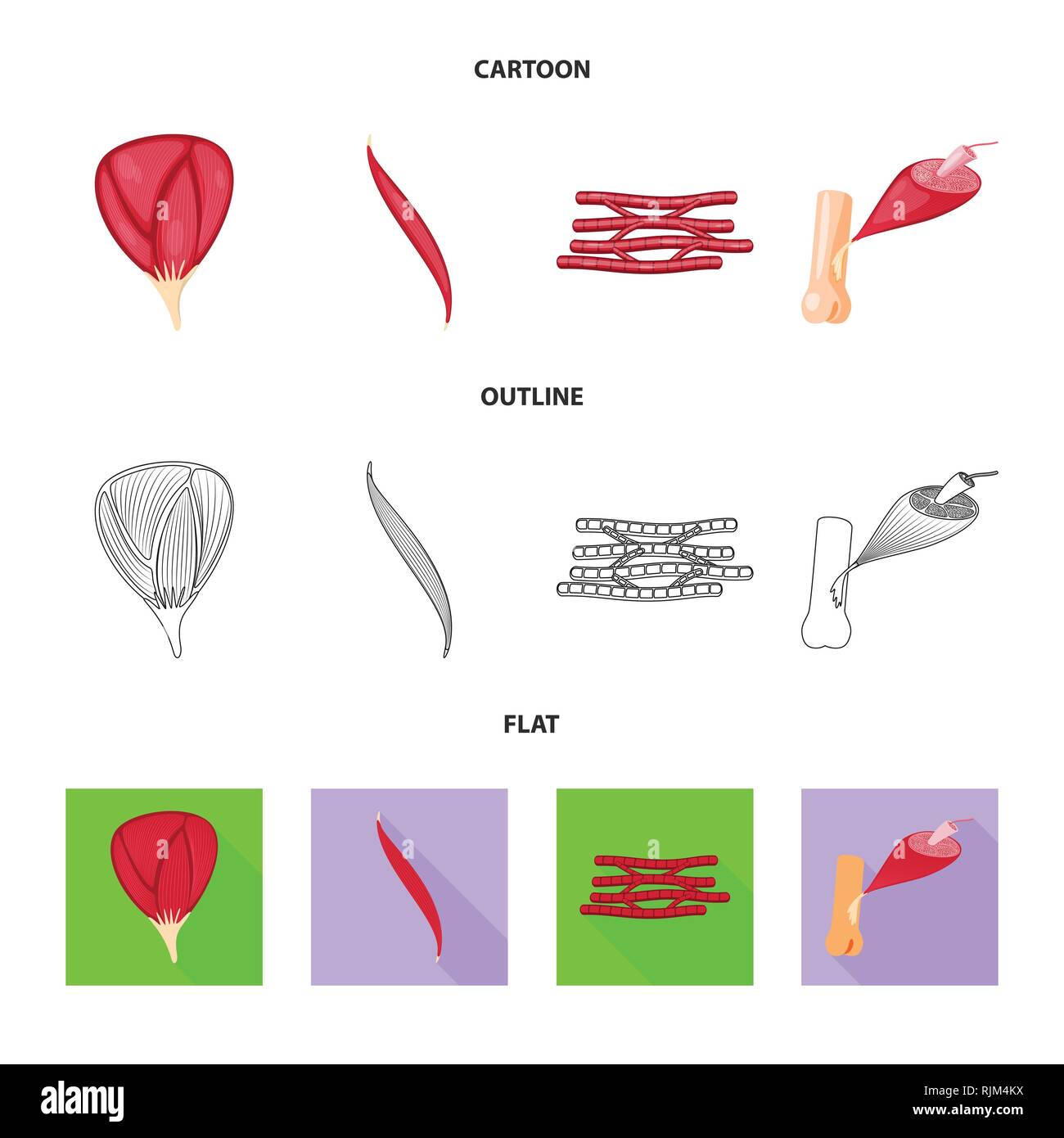 Vector illustration of fiber and muscular symbol. Set of fiber and body ...
