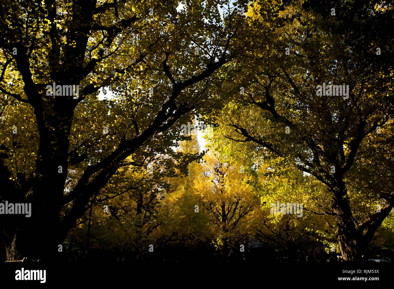 Ginkgo trees hi-res stock photography and images - Alamy