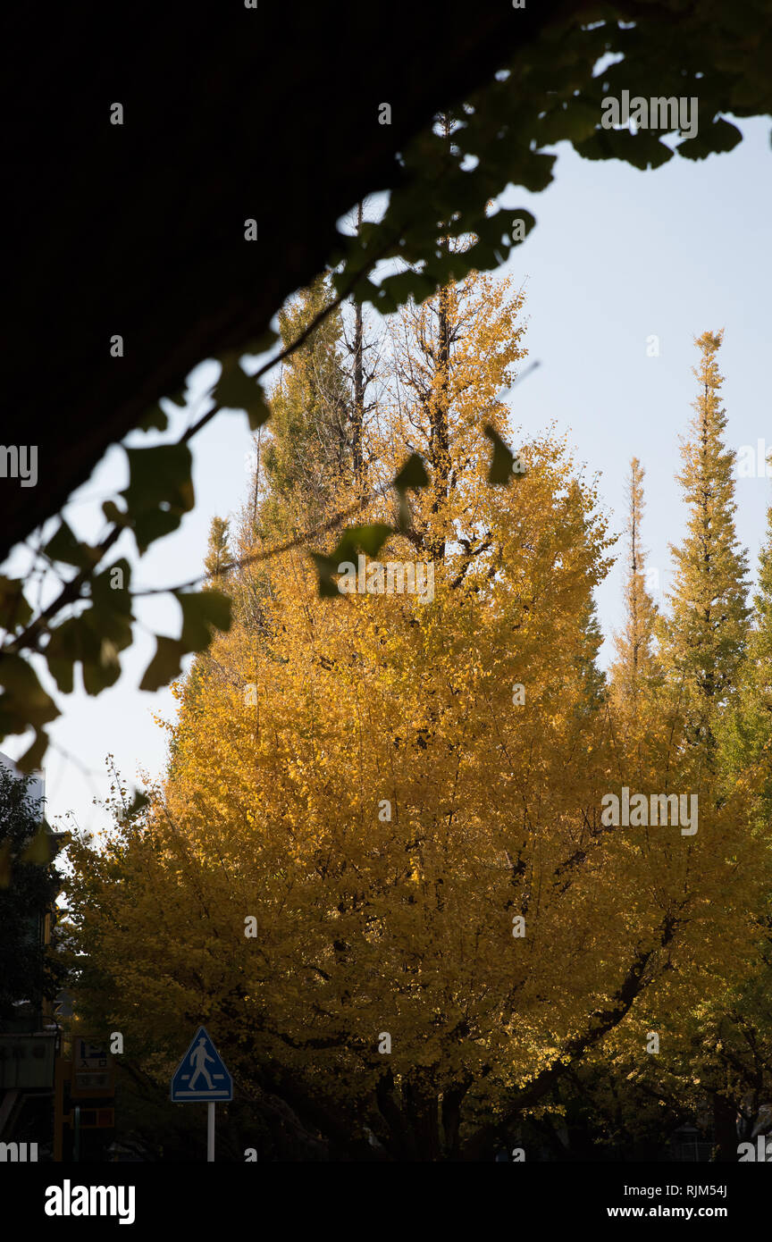 Tokyo ginkgo trees hi-res stock photography and images - Alamy