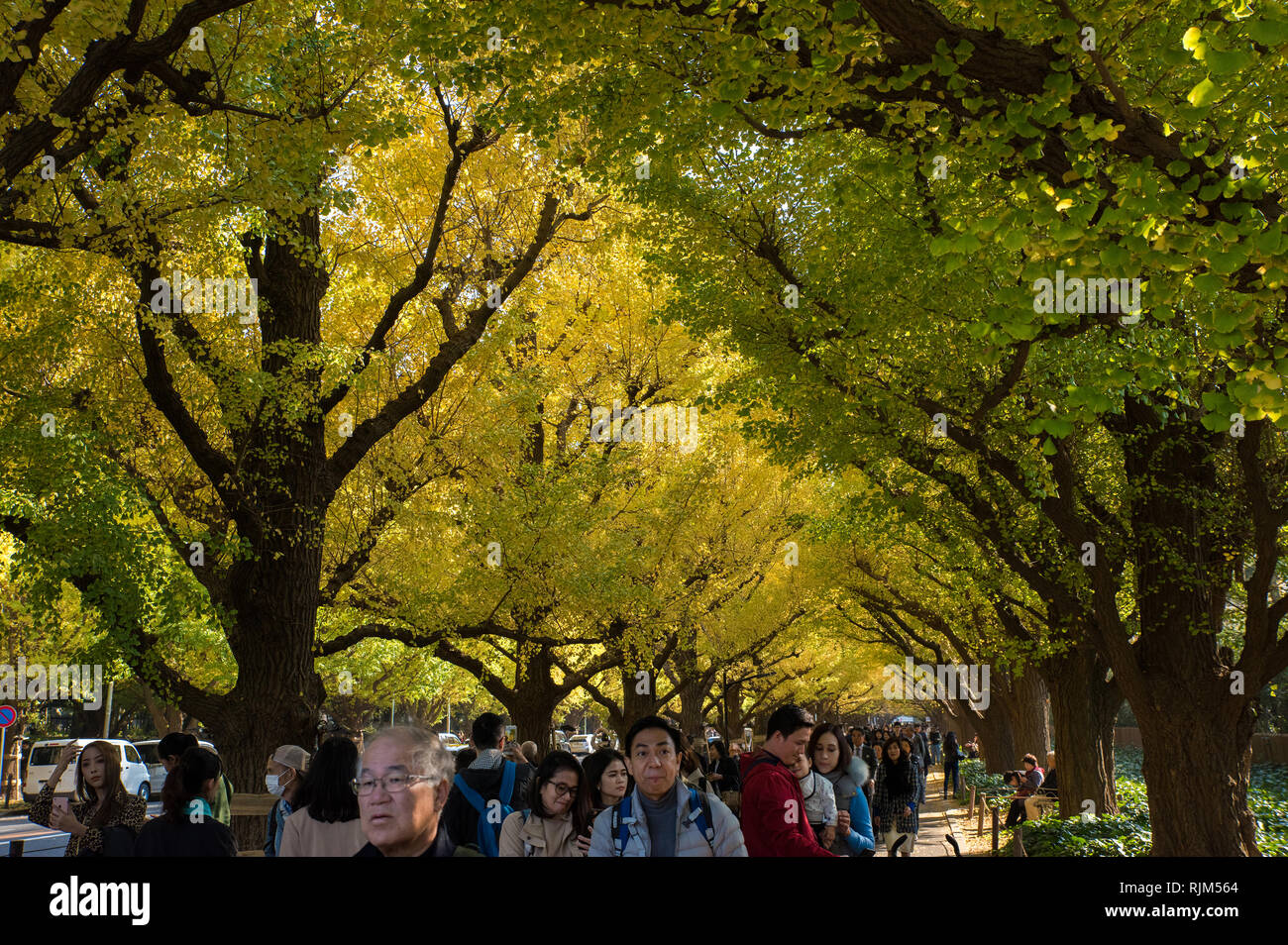 Man tree lined street hi-res stock photography and images - Alamy