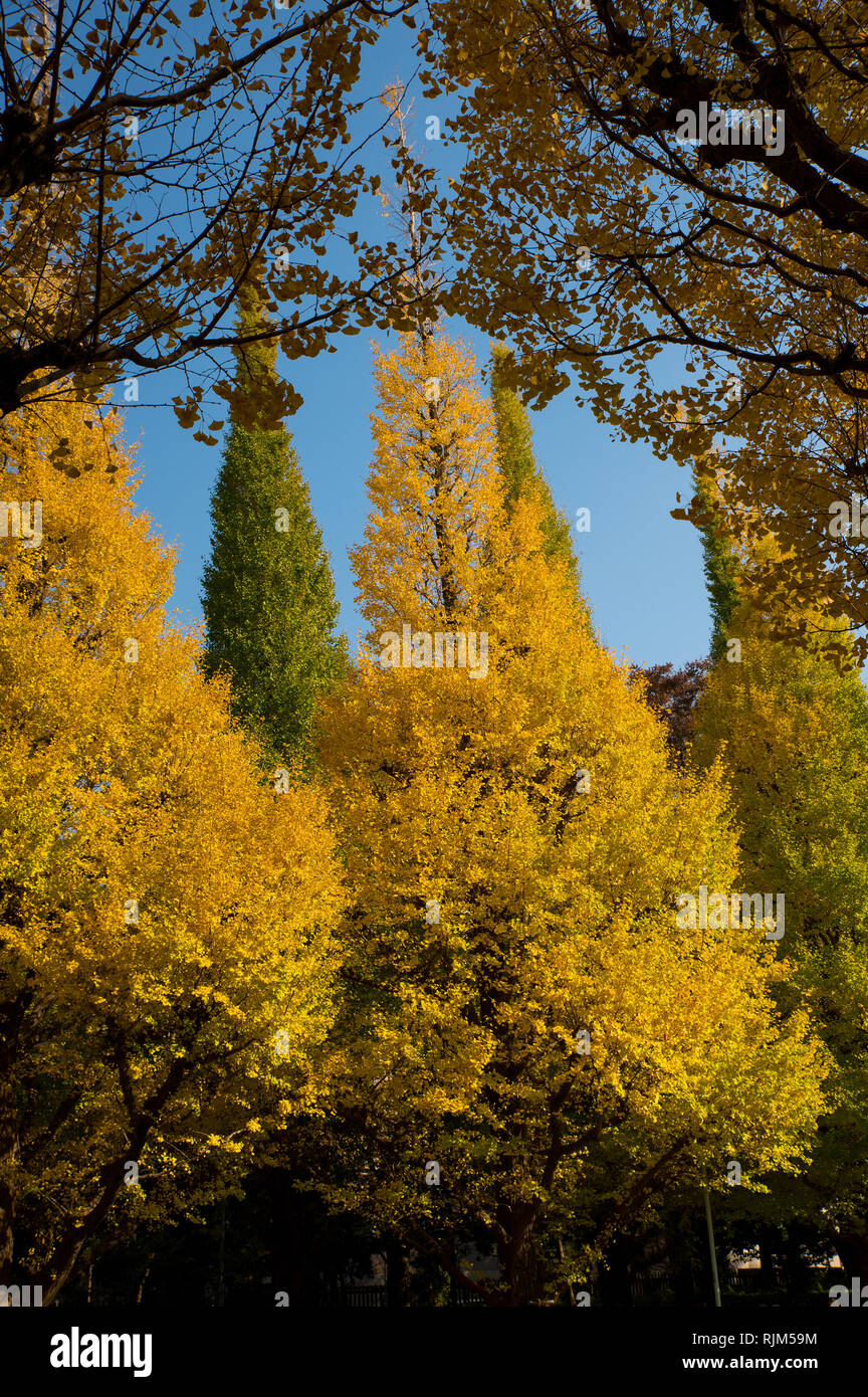 Tokyo street trees hi-res stock photography and images - Alamy