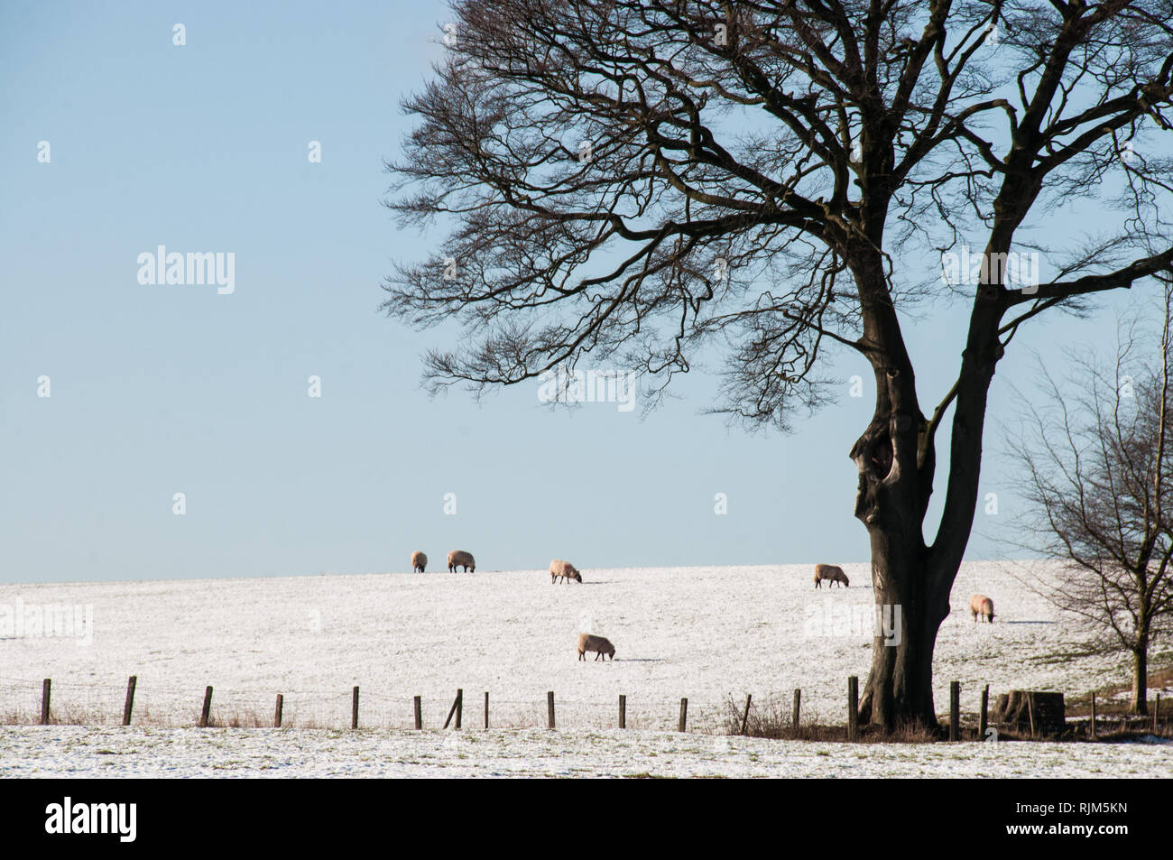 Sheep grazing through a slight covering of snow on a fine winter's day ...