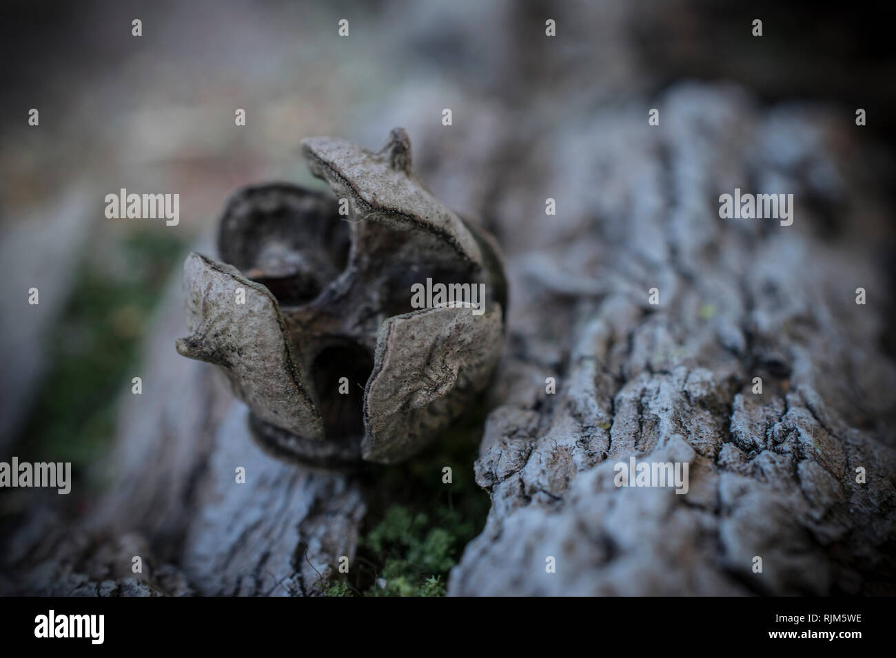 A close-up of a cone on a textured tree bark Stock Photo - Alamy