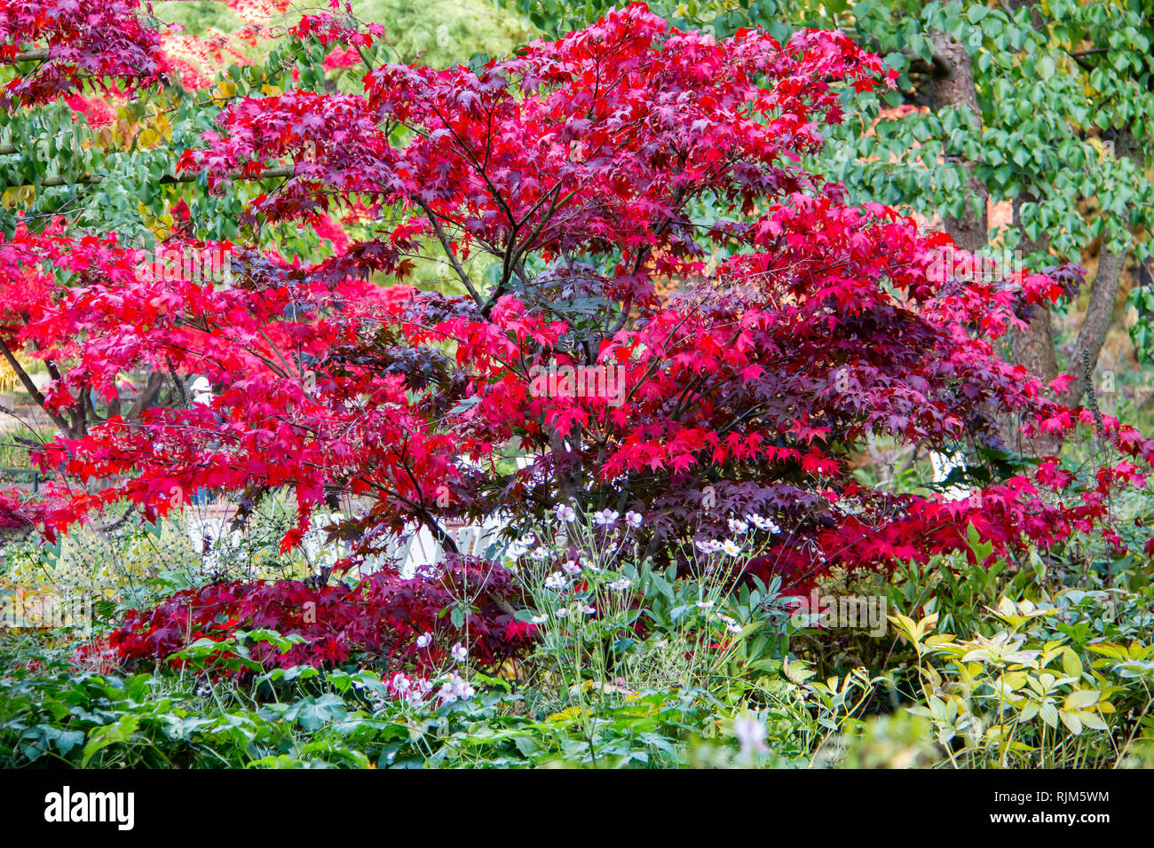 Indian red color hi-res stock photography and images - Alamy