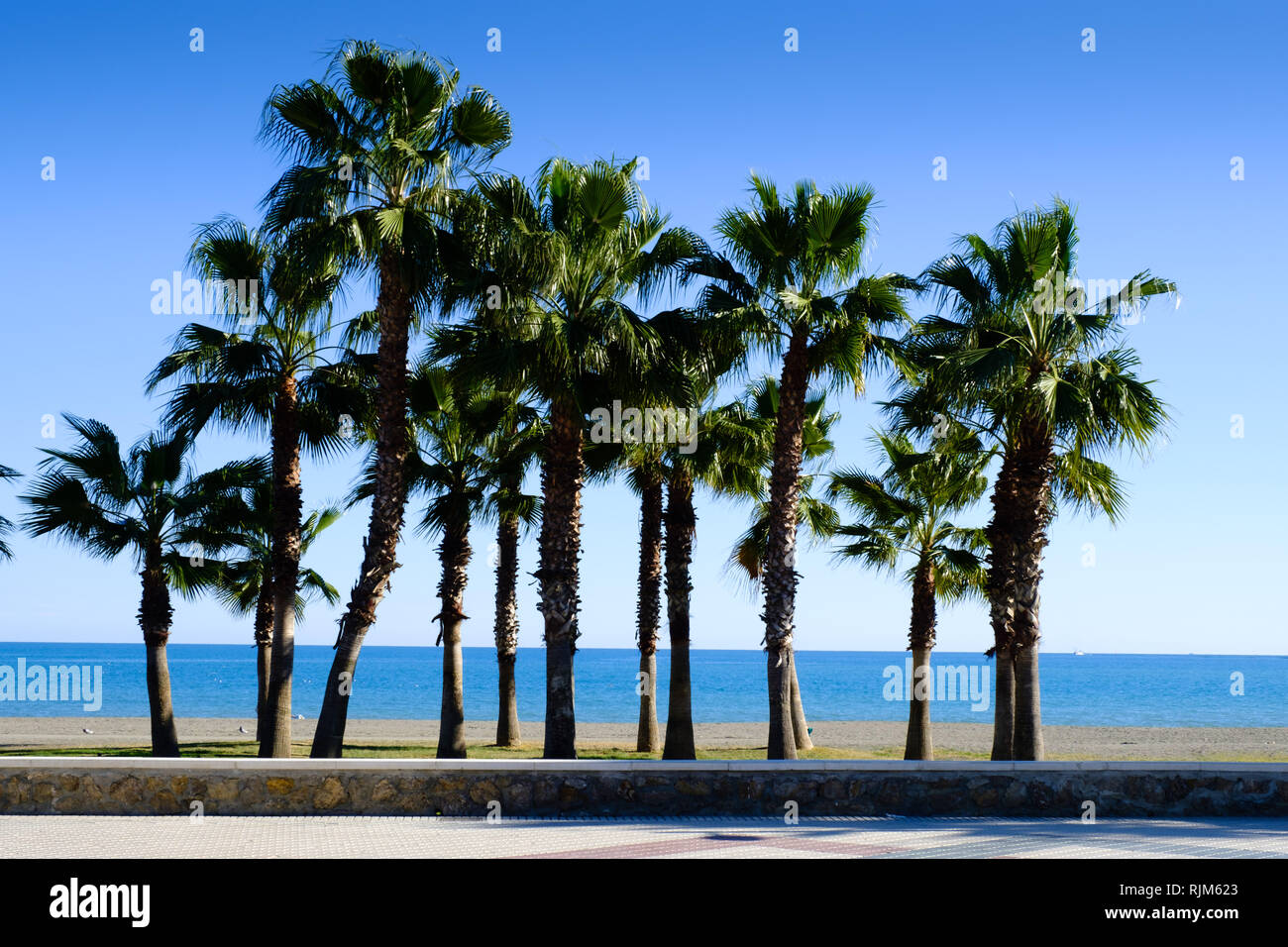 Palm Trees On Spanish Beach High Resolution Stock Photography and ...