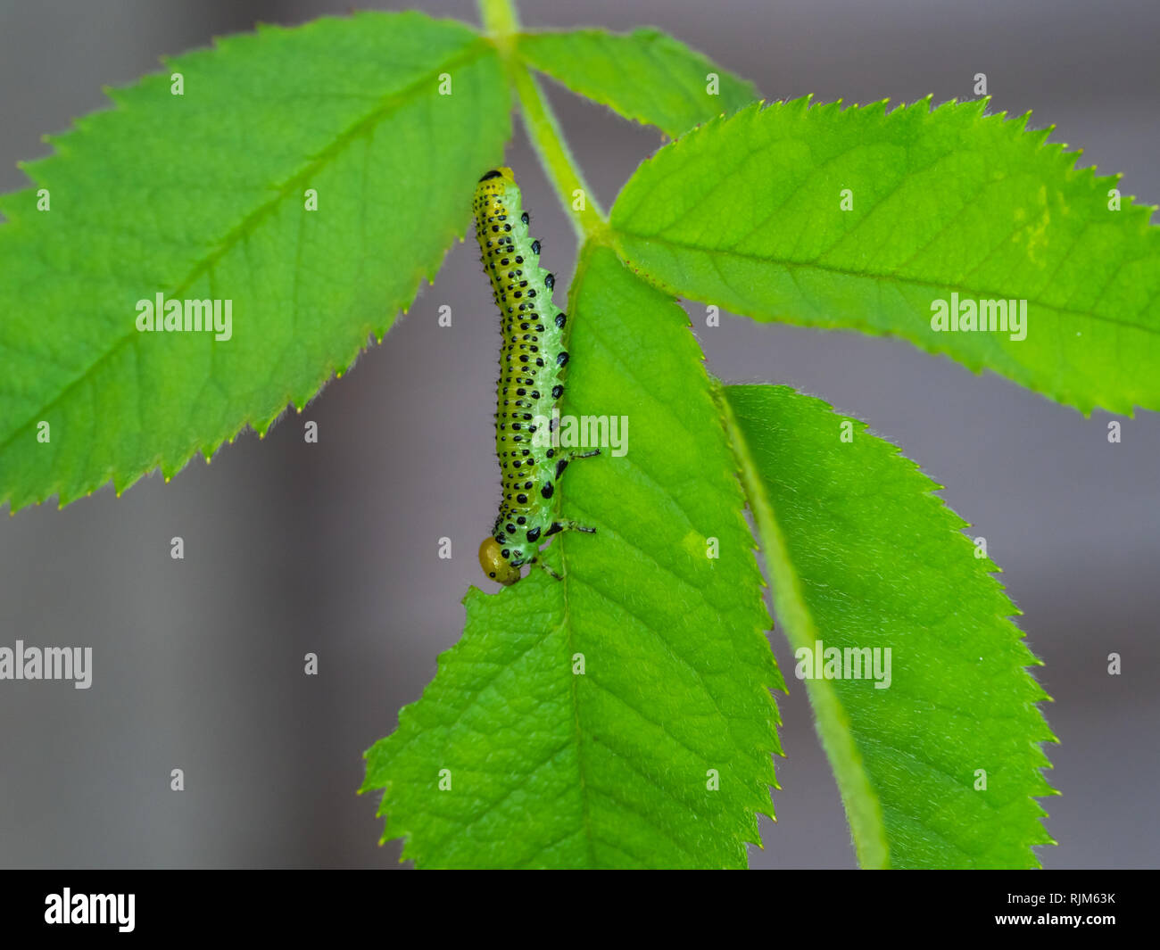 Rose Sawfly Larvae Eating a Leaf. Close Up Stock Photo - Alamy