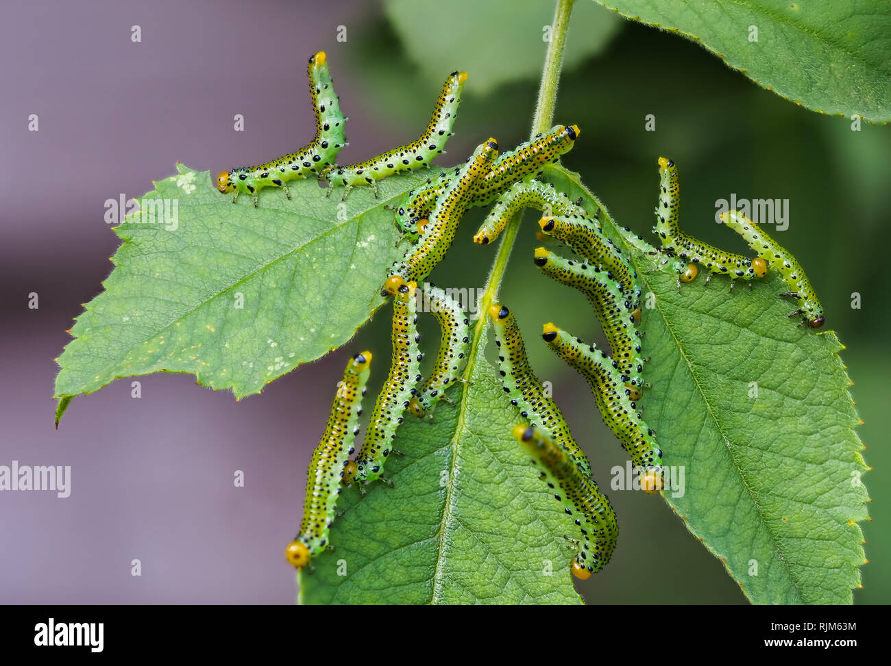 Rose Sawfly Larvae Eating a Leaf. Close Up Stock Photo - Alamy